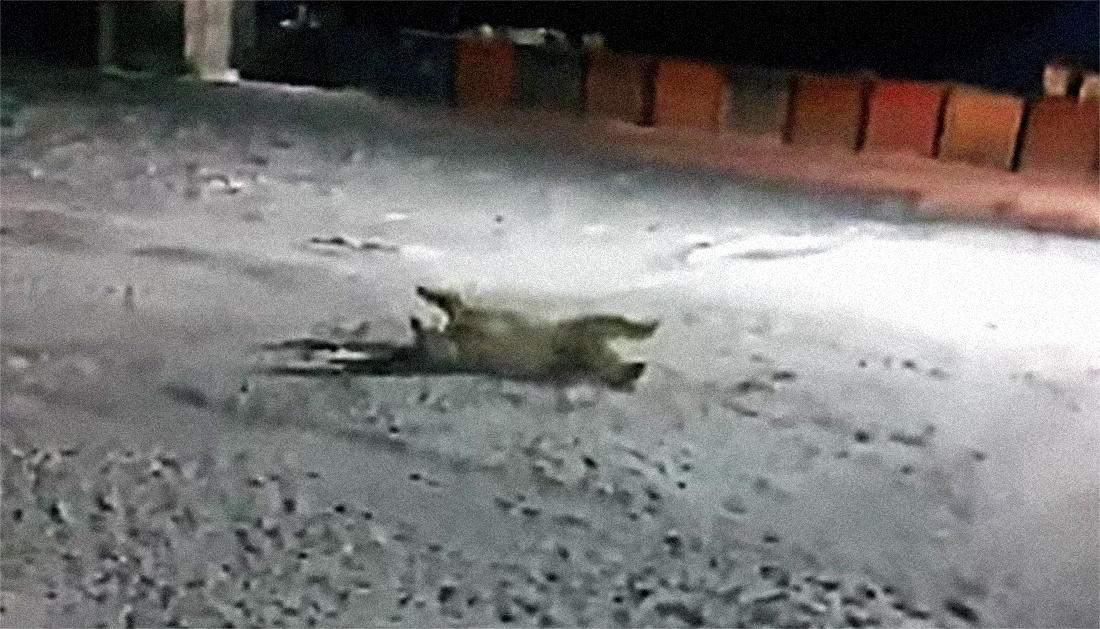 Did the cook blow up the polar bear? What we know and don't know about ...