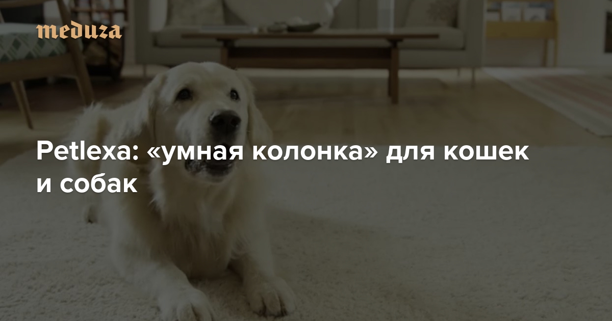 Petlexa: «умная колонка» для кошек и собак — Meduza